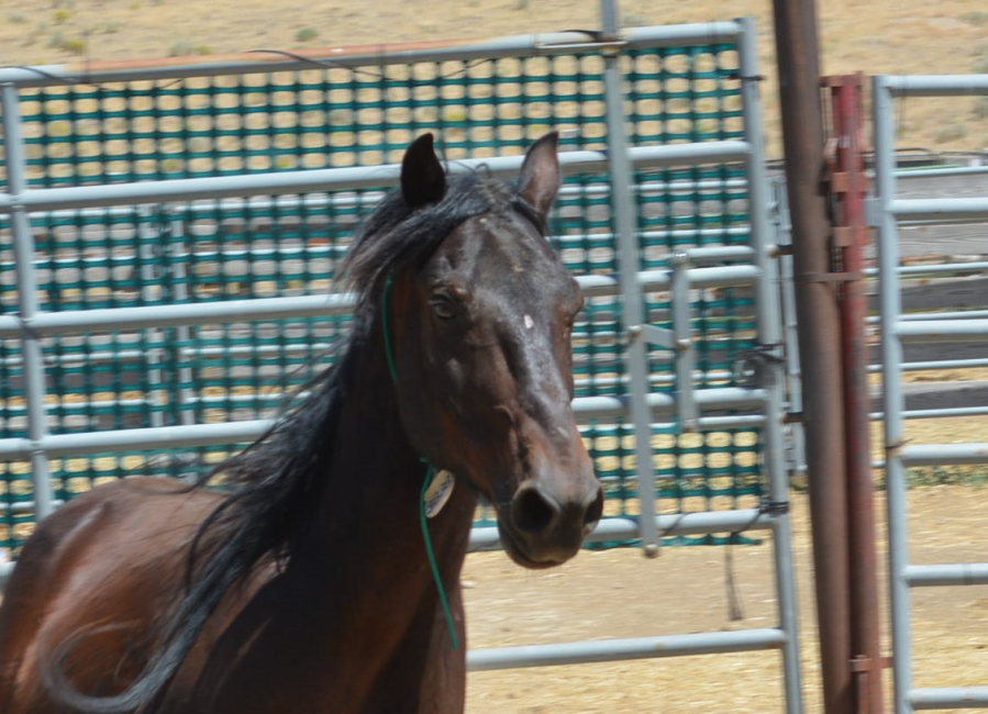 Wild Horse and Burro Online Corral - 19 YEAR OLD BROWN GELDING HORSE (3838)