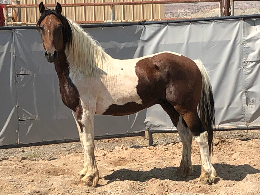 Wild Horse and Burro Online Corral - 16 YEAR OLD PINTO GELDING HORSE (3447)