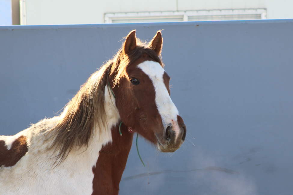 Wild Horse and Burro Online Corral - 10 YEAR OLD PINTO FEMALE HORSE (3325)