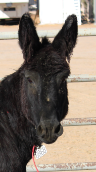 Wild Horse and Burro Online Corral - 6 YEAR OLD BLACK GELDING BURRO (8868)