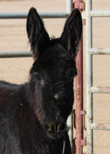 Wild Horse and Burro Online Corral - 3 YEAR OLD BLACK FEMALE BURRO (8835)