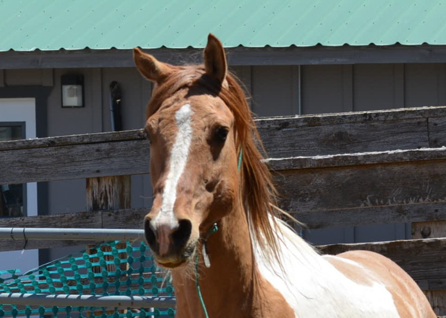 Wild Horse and Burro Online Corral - 19 YEAR OLD PINTO GELDING HORSE (5711)