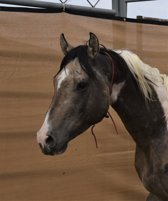 Wild Horse and Burro Online Corral - 11 YEAR OLD PINTO GELDING HORSE (7948)