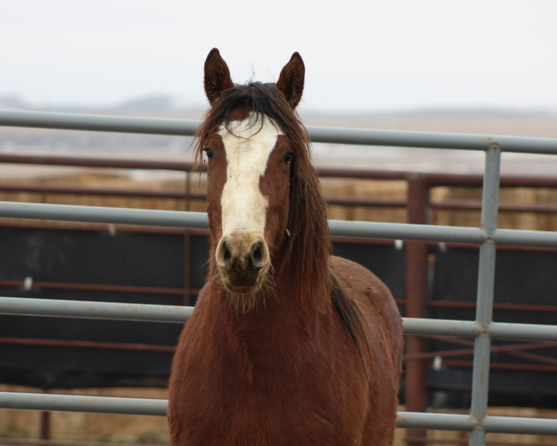 Wild Horse and Burro Online Corral - 5 YEAR OLD PINTO FEMALE HORSE (0662)