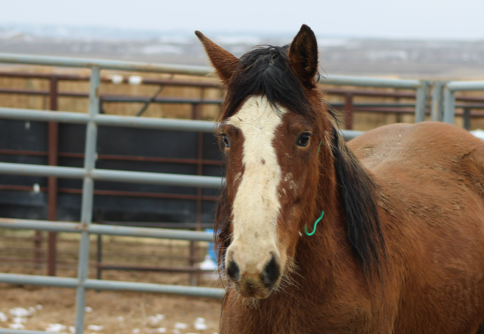Wild Horse and Burro Online Corral - 8 YEAR OLD PINTO FEMALE HORSE (4107)