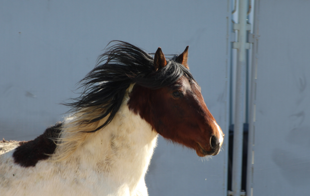 Wild Horse and Burro Online Corral - 8 YEAR OLD PINTO GELDING HORSE (3490)