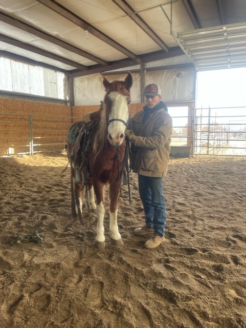 Wild Horse and Burro Online Corral - 6 YEAR OLD PINTO GELDING HORSE (7302)