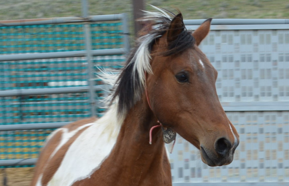 Wild Horse and Burro Online Corral - 11 YEAR OLD PINTO FEMALE HORSE (6436)