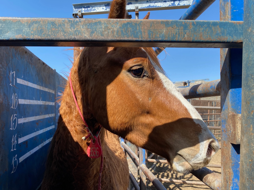 Wild Horse and Burro Online Corral - 4 YEAR OLD PINTO GELDING HORSE (3536)