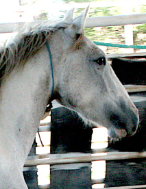 Wild Horse and Burro Online Corral - 6 YEAR OLD PINTO GELDING HORSE (8493)