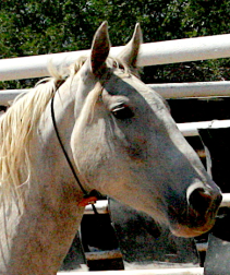 Wild Horse and Burro Online Corral - 6 YEAR OLD PINTO GELDING HORSE (8556)