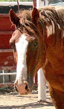 Wild Horse and Burro Online Corral - 25 YEAR OLD PINTO GELDING HORSE (8628)