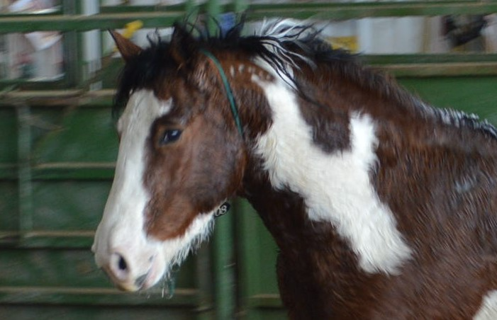 Wild Horse and Burro Online Corral - 9 YEAR OLD PINTO GELDING HORSE (7708)