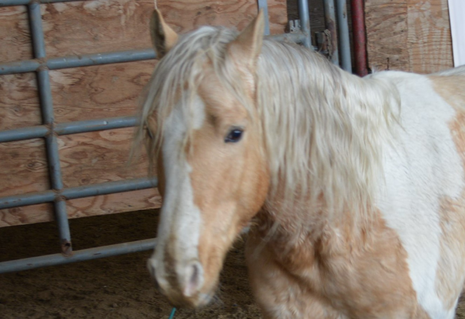 Wild Horse and Burro Online Corral - 10 YEAR OLD PINTO GELDING HORSE (7752)