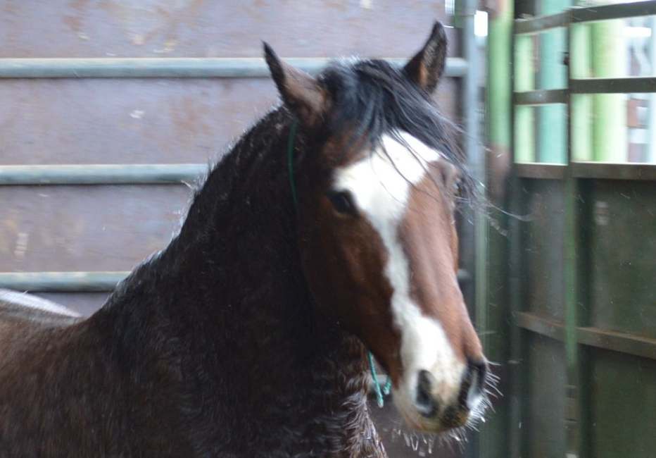 Wild Horse and Burro Online Corral - 8 YEAR OLD PINTO GELDING HORSE (7771)
