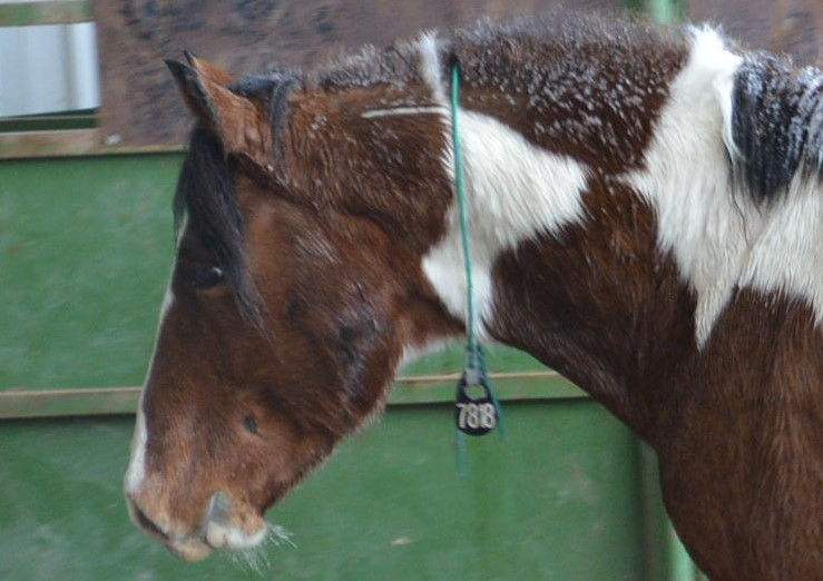 Wild Horse and Burro Online Corral - 12 YEAR OLD PINTO GELDING HORSE (7818)