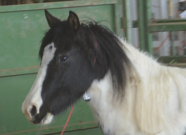 Wild Horse and Burro Online Corral - 6 YEAR OLD PINTO FEMALE HORSE (7883)