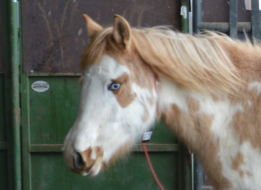 Wild Horse and Burro Online Corral - 6 YEAR OLD PINTO FEMALE HORSE (7887)
