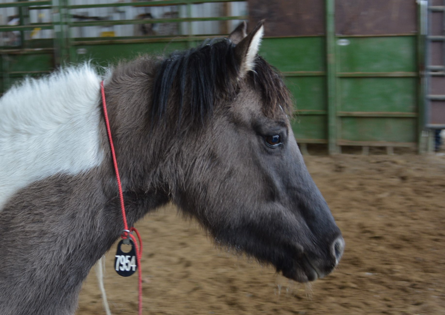 Wild Horse and Burro Online Corral - 12 YEAR OLD PINTO FEMALE HORSE (7954)