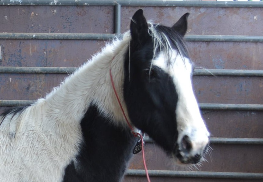 Wild Horse and Burro Online Corral - 10 YEAR OLD PINTO FEMALE HORSE (8031)