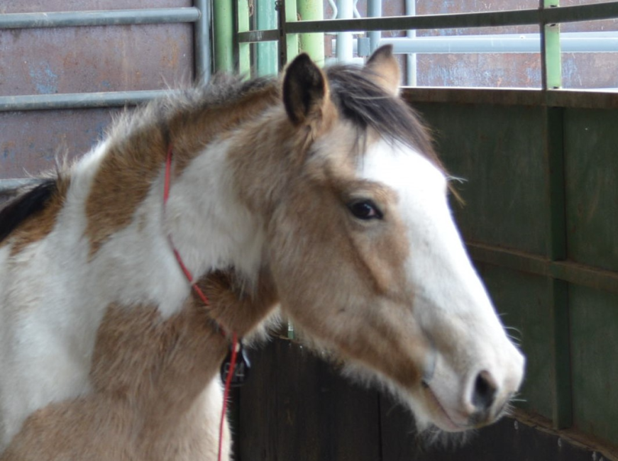 Wild Horse and Burro Online Corral - 7 YEAR OLD PINTO FEMALE HORSE (8114)