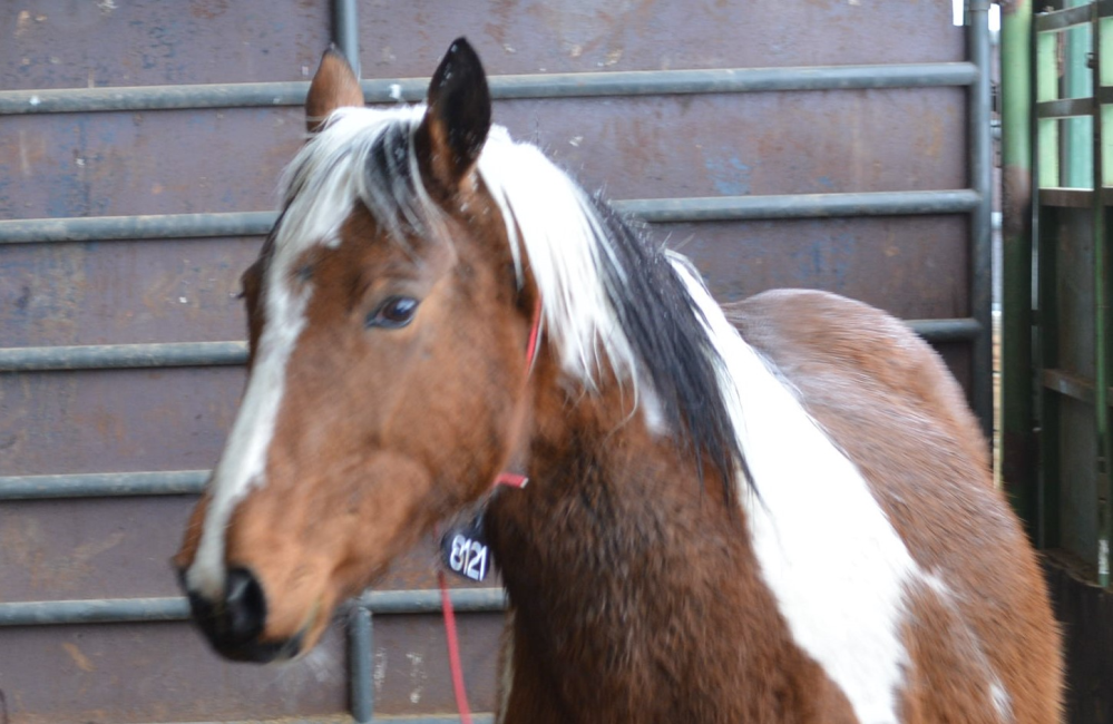 Wild Horse and Burro Online Corral - 11 YEAR OLD PINTO FEMALE HORSE (8121)