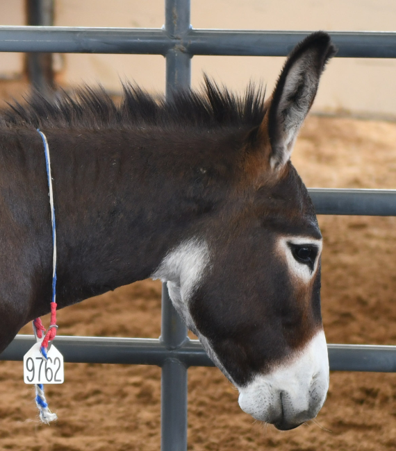 Wild Horse and Burro Online Corral - 5 YEAR OLD BROWN GELDING BURRO (9762)