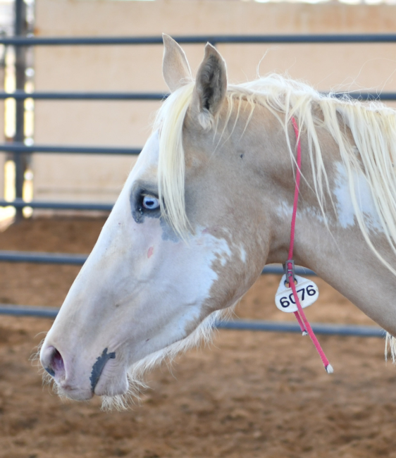 Wild Horse and Burro Online Corral - 4 YEAR OLD PINTO GELDING HORSE (6076)