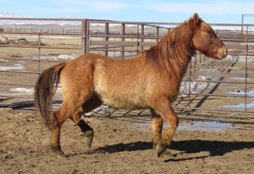 Wild Horse and Burro Online Corral - 14 YEAR OLD DUN GELDING HORSE (3423)