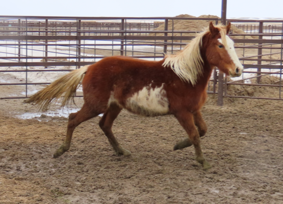 Wild Horse and Burro Online Corral - 4 YEAR OLD PINTO FEMALE HORSE (4130)