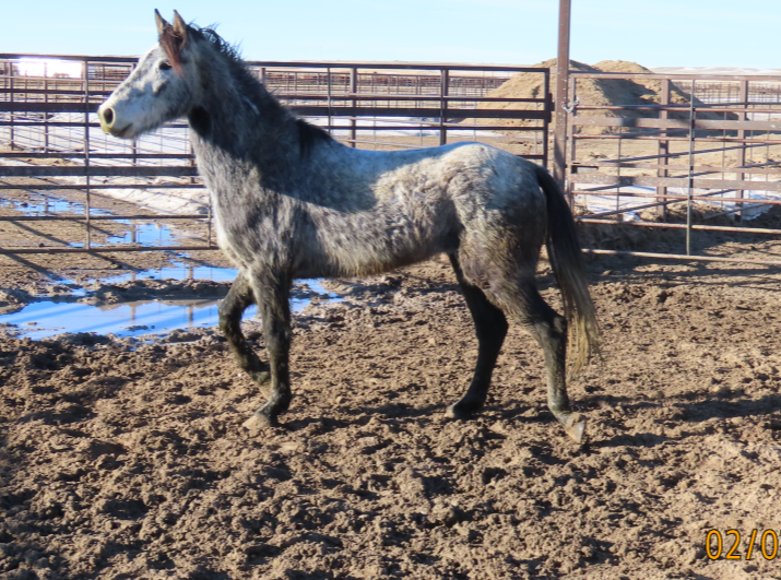Wild Horse and Burro Online Corral