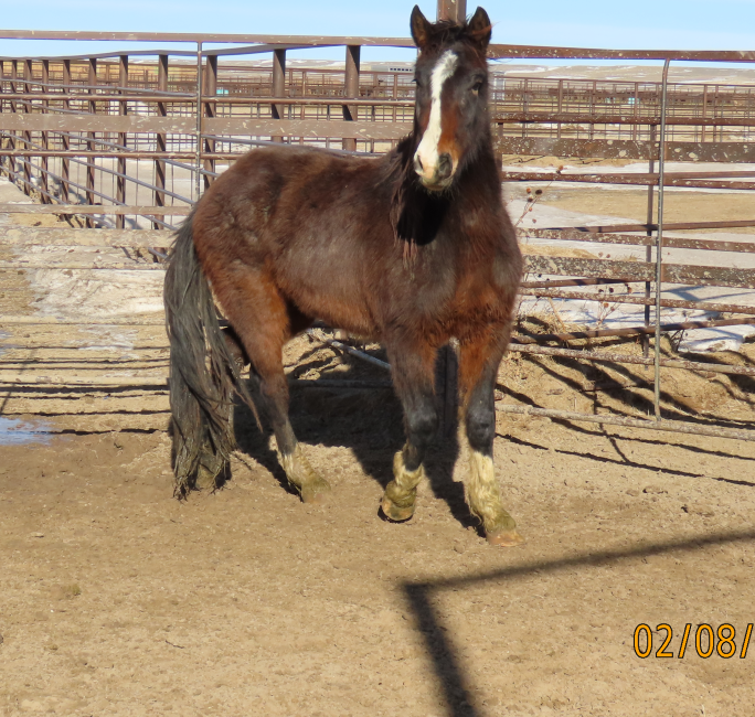 Wild Horse and Burro Online Corral - 5 YEAR OLD BROWN GELDING HORSE (3515)