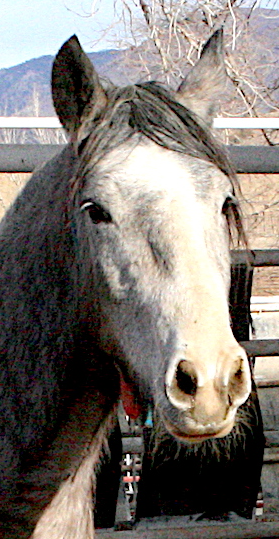 Wild Horse and Burro Online Corral - 5 YEAR OLD PINTO FEMALE HORSE (8719)