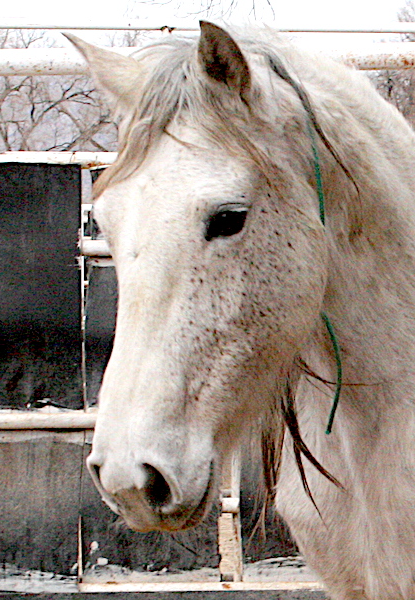 Wild Horse and Burro Online Corral - 8 YEAR OLD GRAY FEMALE HORSE (8745)