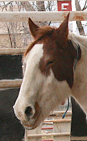 Wild Horse and Burro Online Corral - 21 YEAR OLD PINTO FEMALE HORSE (8765)