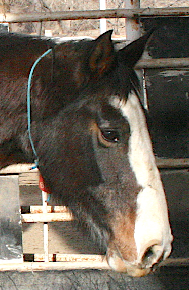 Wild Horse and Burro Online Corral - 20 YEAR OLD PINTO FEMALE HORSE (8754)