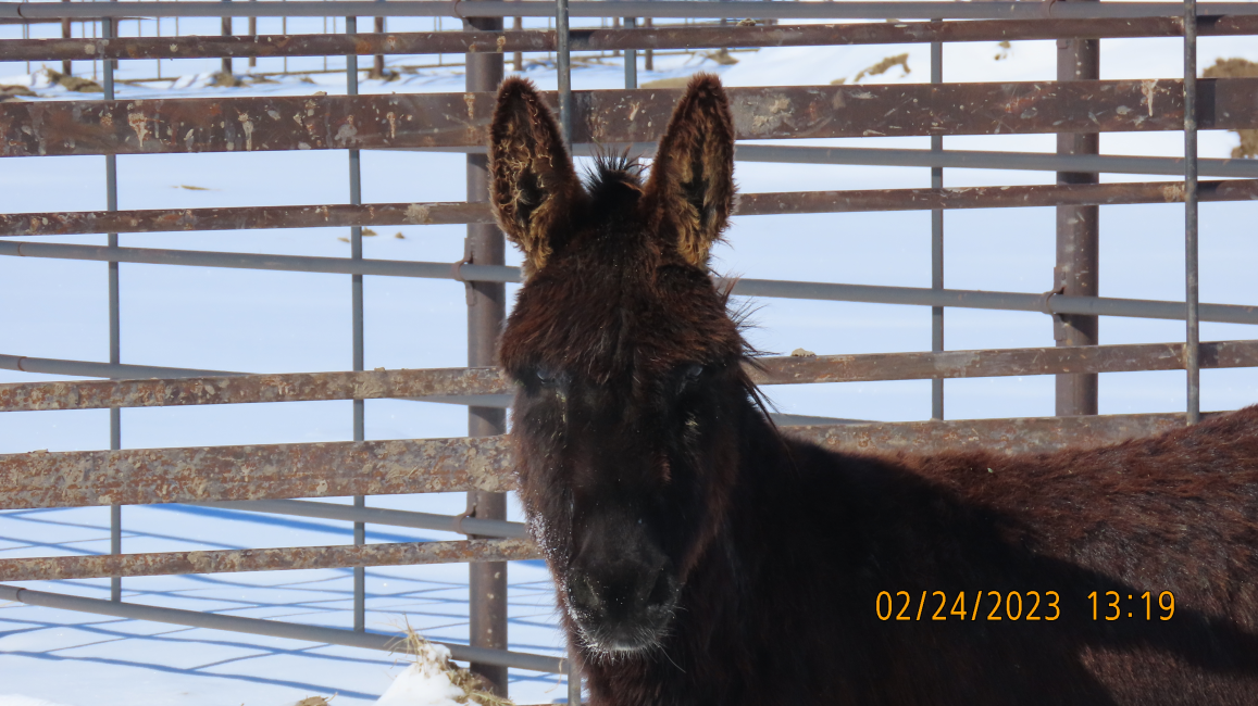 Wild Horse and Burro Online Corral - 6 YEAR OLD BLACK GELDING BURRO (5175)