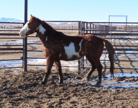 Wild Horse and Burro Online Corral - 8 YEAR OLD PINTO GELDING HORSE (4409)