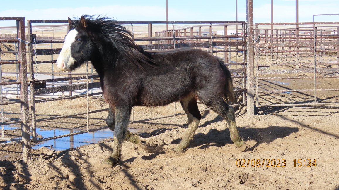 Wild Horse and Burro Online Corral - 7 YEAR OLD PINTO GELDING HORSE (3637)