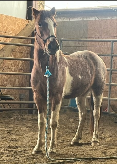 Wild Horse and Burro Online Corral - 5 YEAR OLD PINTO GELDING HORSE (3667)