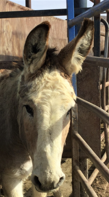 Wild Horse and Burro Online Corral - 8 YEAR OLD PINTO GELDING BURRO (0339)