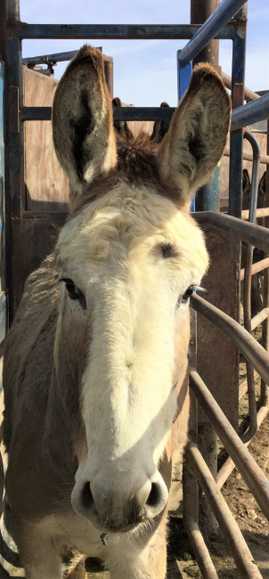 Wild Horse and Burro Online Corral - 6 YEAR OLD PINTO GELDING BURRO (0305)