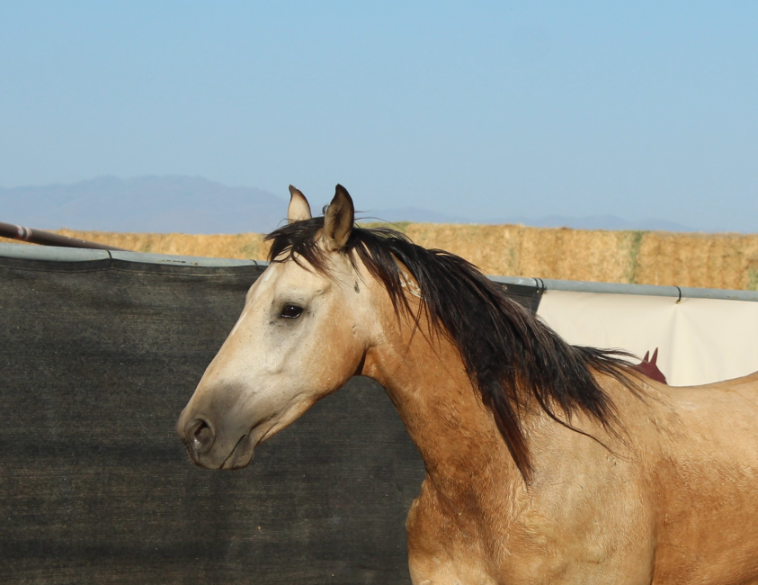 Wild Horse and Burro Online Corral - 8 YEAR OLD BUCKSKIN GELDING HORSE ...