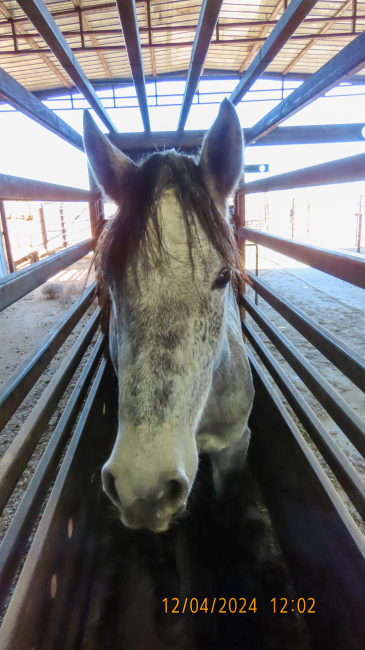 BLM opinions? | The Horse Forum