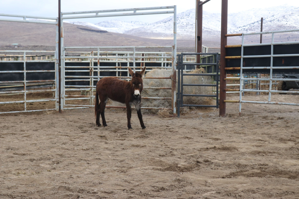 Wild Horse and Burro Online Corral - 11 YEAR OLD BROWN FEMALE BURRO (5140)