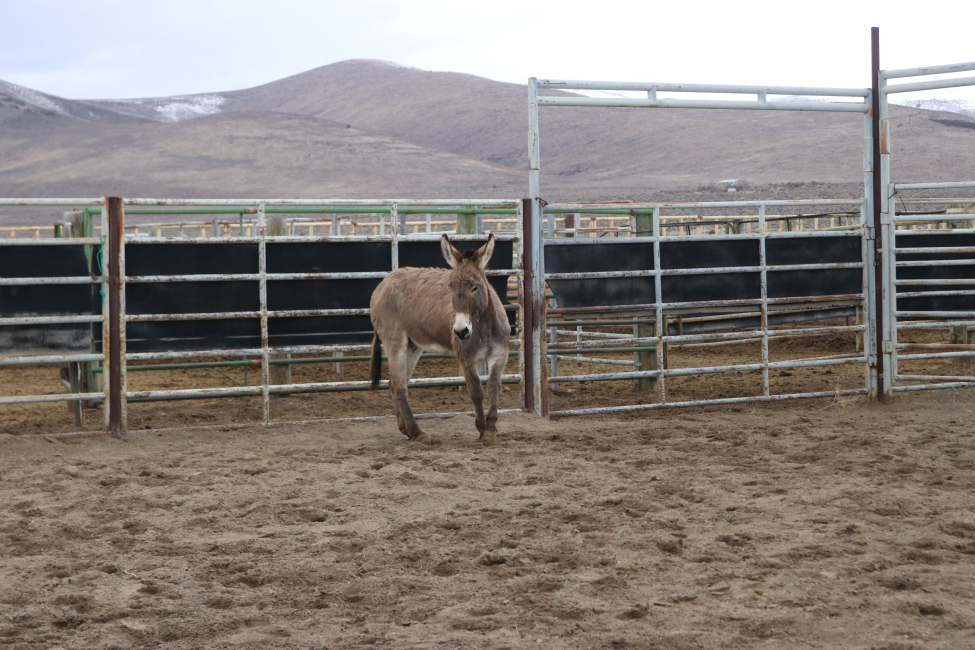 Wild Horse and Burro Online Corral - 12 YEAR OLD GRAY FEMALE BURRO (6877)
