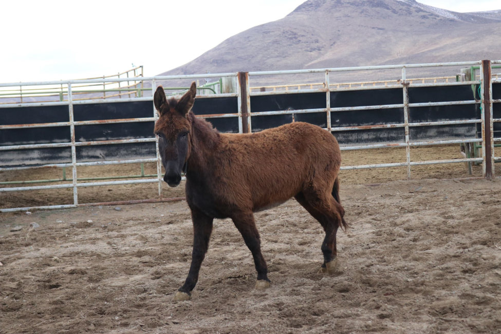 Wild Horse and Burro Online Corral - 8 YEAR OLD BROWN FEMALE BURRO (6892)