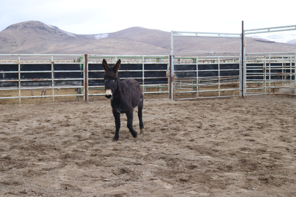 Wild Horse and Burro Online Corral - 7 YEAR OLD BROWN FEMALE BURRO (7099)