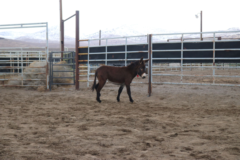 Wild Horse and Burro Online Corral - 4 YEAR OLD BROWN FEMALE BURRO (7145)