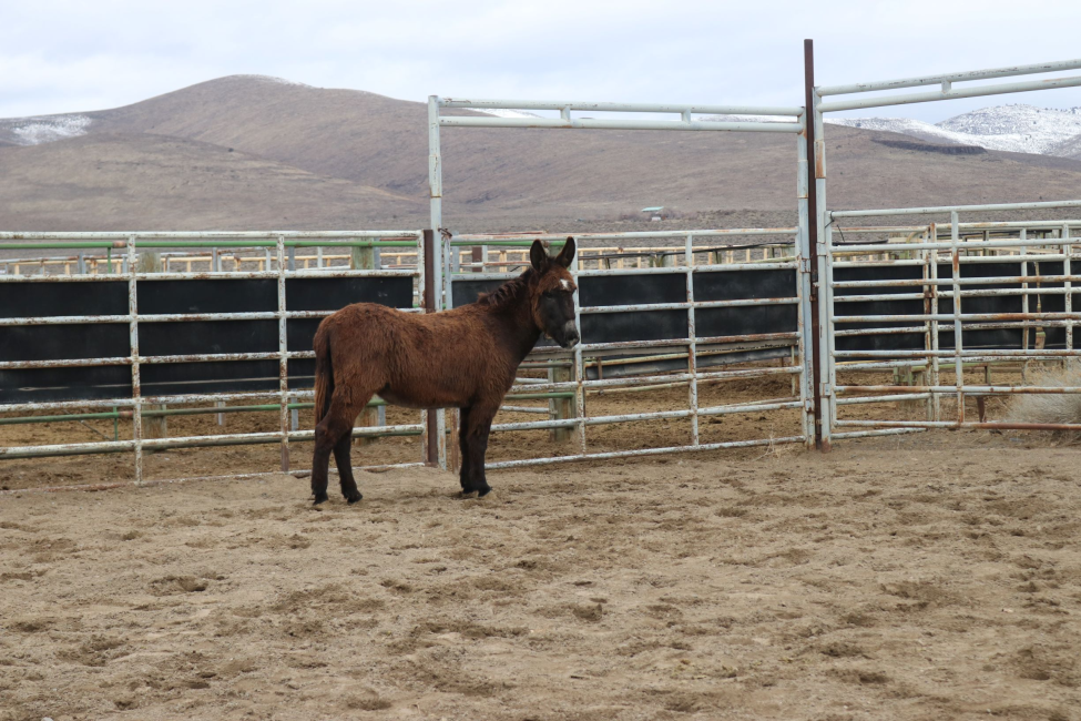 Wild Horse and Burro Online Corral - 12 YEAR OLD BROWN FEMALE BURRO (7163)